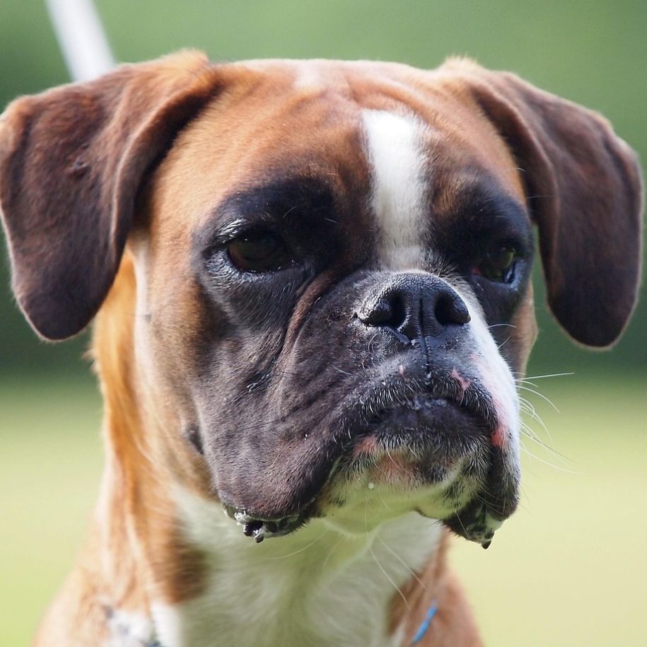 Boxer Dog Breed Guide: Traits, Care & Health Tips | FunnyFuzzy UK
