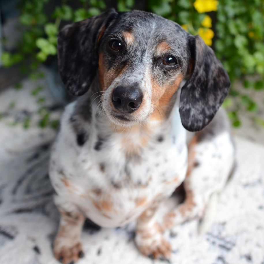 Dachshund Size, Care and Health | FunnyFuzzy UK