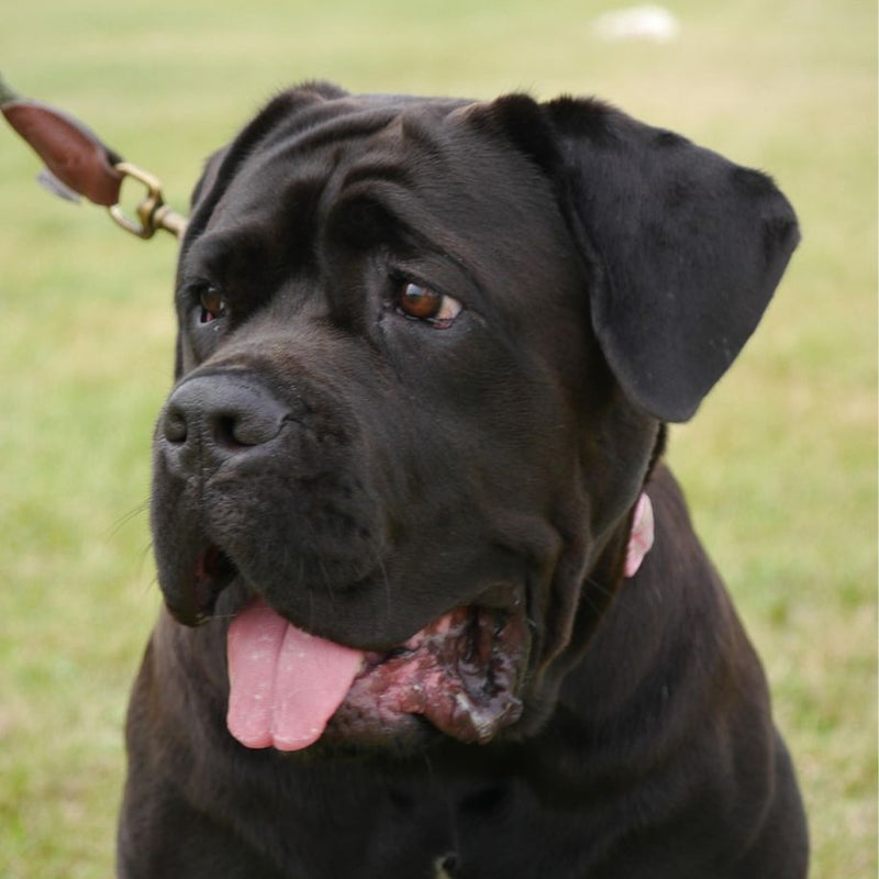Mastiff Dog Breed Care & Health | FunnyFuzzy UK